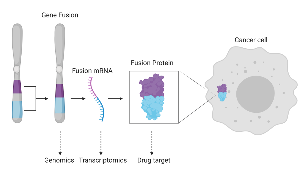 Fusion gene reference standards for NGS qPCR and dPCR - CB-Gene